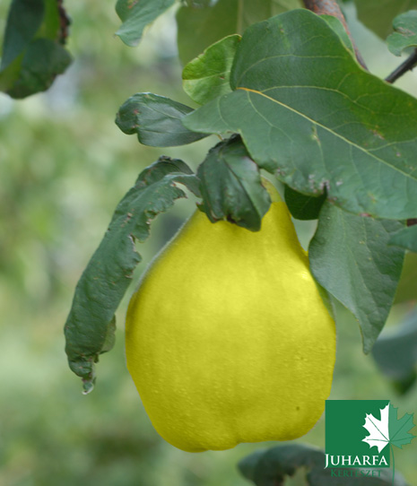 Melyik gyümölcsfajtákból készül a legjobb pálinka? - Juharfa Kertészeti ...