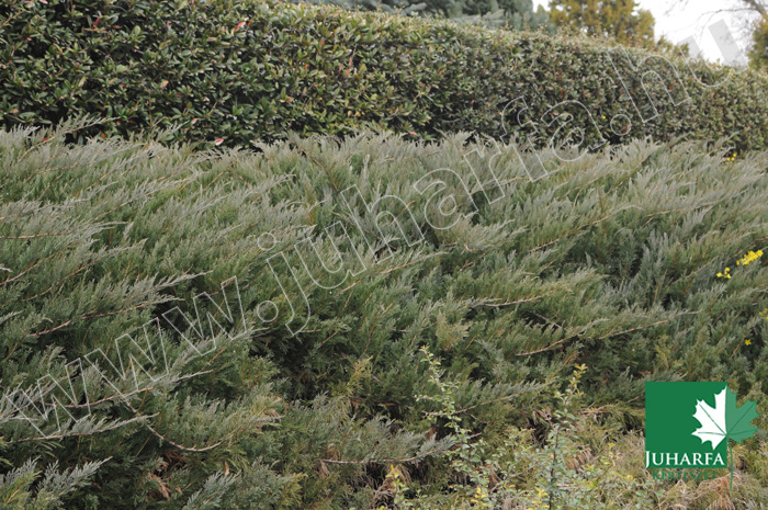 Nehézszagú boróka - Juharfa Kertészeti Áruda és Faiskola