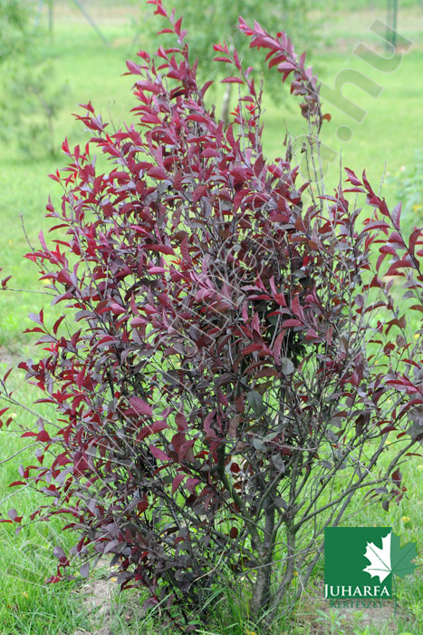 Törpe vérszilva - Juharfa Kertészeti Áruda és Faiskola