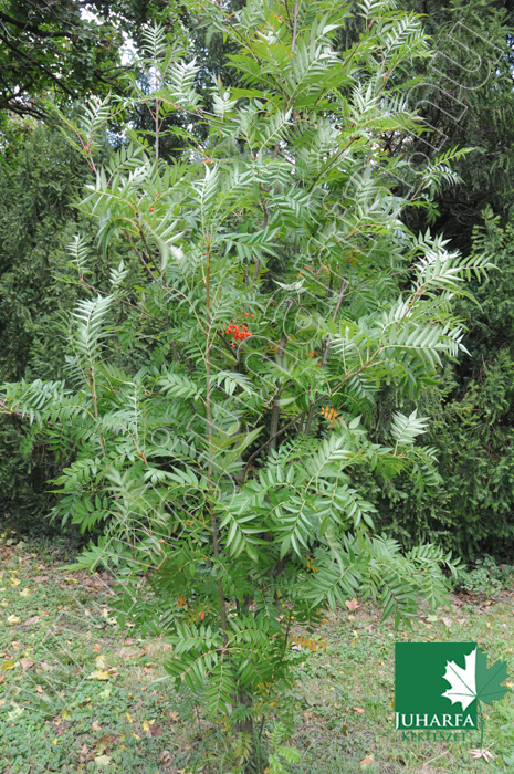 Madárberkenye - Juharfa Kertészeti Áruda és Faiskola