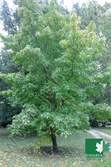 Amerikai ámbrafa - Juharfa Kertészeti Áruda és Faiskola