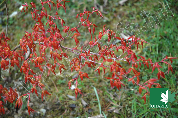 Japán juhar (ujjas juhar) - Juharfa Kertészeti Áruda és Faiskola