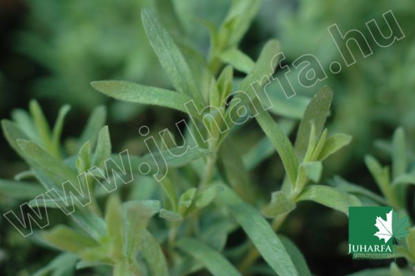 Tárkony - Juharfa Kertészeti Áruda és Faiskola