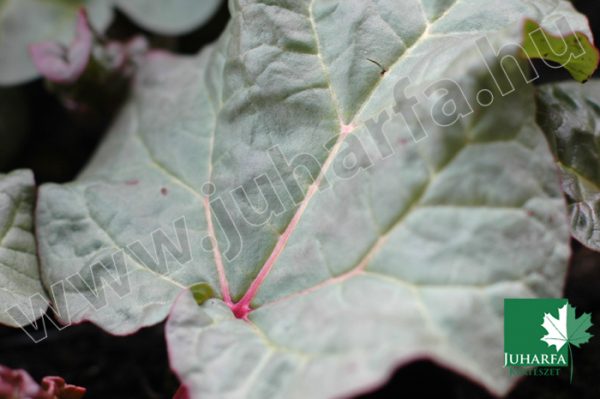 Rebarbara - Juharfa Kertészeti Áruda és Faiskola