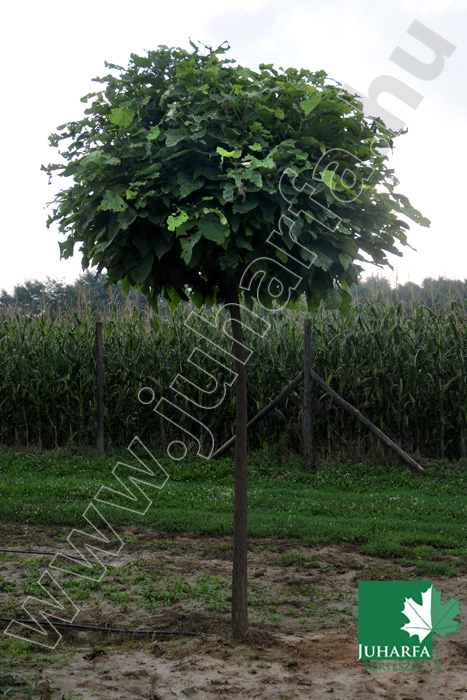 Gömbszivarfa - Juharfa Kertészeti Áruda és Faiskola