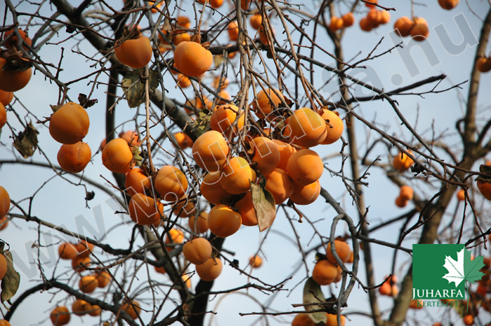 Datolyaszilva - Juharfa Kertészeti Áruda és Faiskola