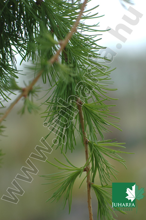 Vörösfenyő - Juharfa Kertészeti Áruda és Faiskola
