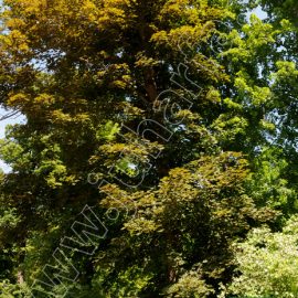 Hegyi juhar - Juharfa Kertészeti Áruda és Faiskola