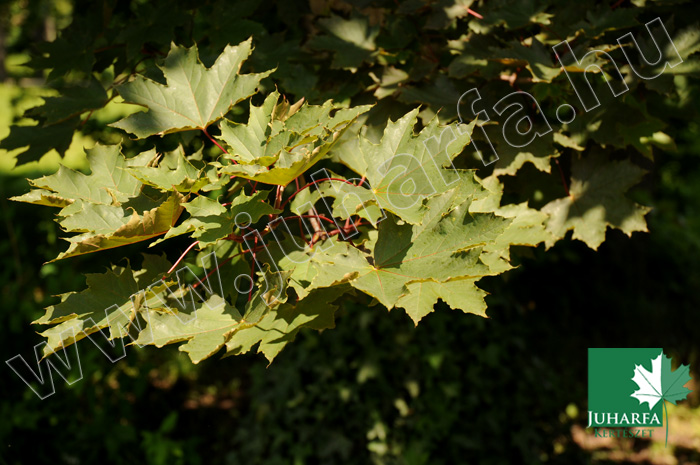 Hegyi juhar - Juharfa Kertészeti Áruda és Faiskola