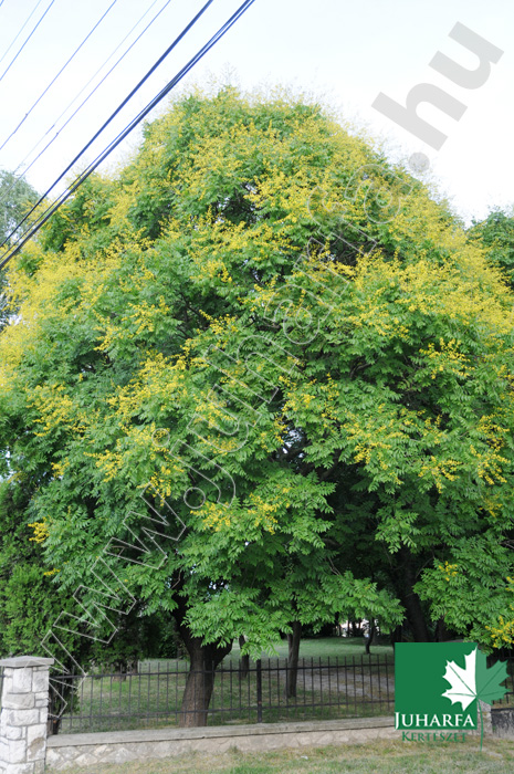 Csörgőfa - Juharfa Kertészeti Áruda és Faiskola