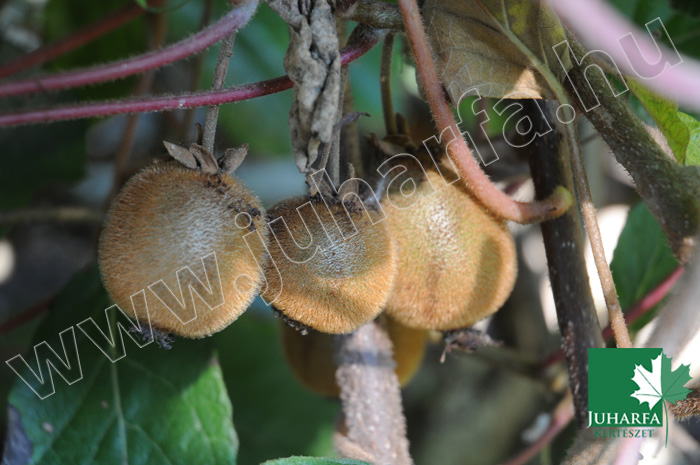 Kivi - Juharfa Kertészeti Áruda és Faiskola