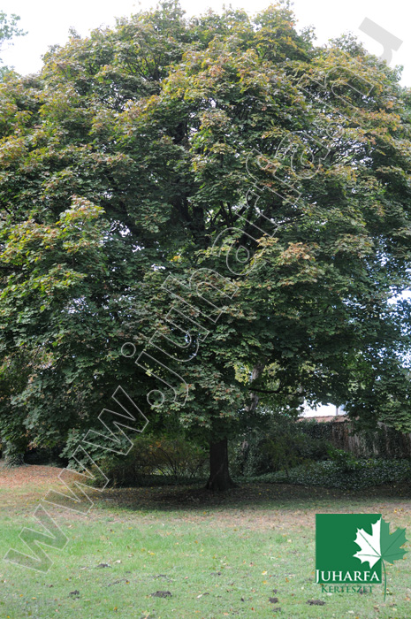 Hegyi juhar - Juharfa Kertészeti Áruda és Faiskola