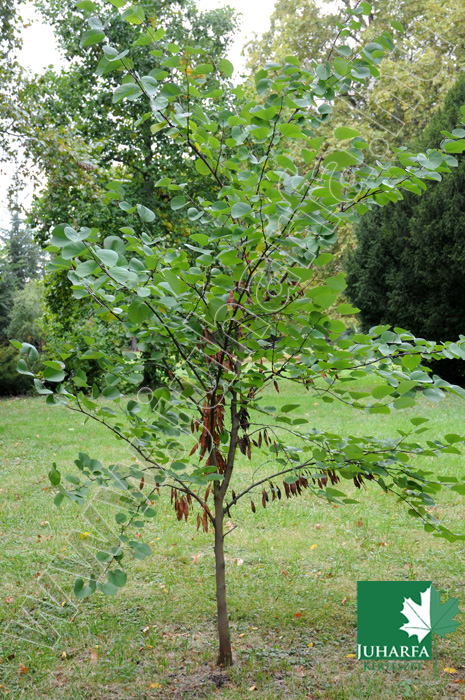 Júdásfa - Juharfa Kertészeti Áruda és Faiskola