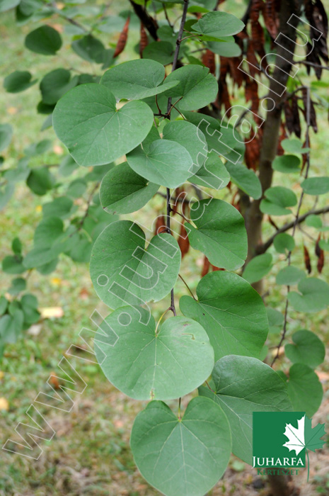 Júdásfa - Juharfa Kertészeti Áruda és Faiskola