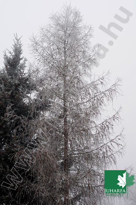 Vörösfenyő - Juharfa Kertészeti Áruda és Faiskola