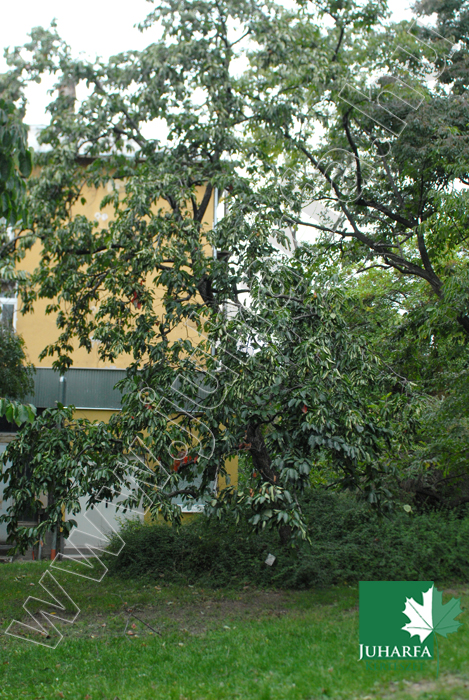 Datolyaszilva - Juharfa Kertészeti Áruda és Faiskola