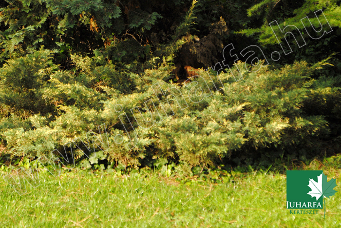 Nehézszagú boróka - Juharfa Kertészeti Áruda és Faiskola