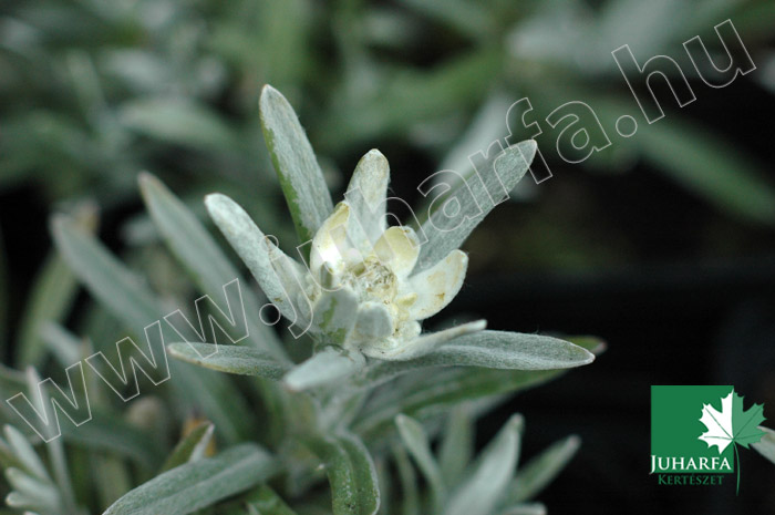 Havasi gyopár - Juharfa Kertészeti Áruda és Faiskola