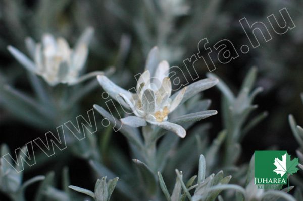 Havasi gyopár - Juharfa Kertészeti Áruda és Faiskola