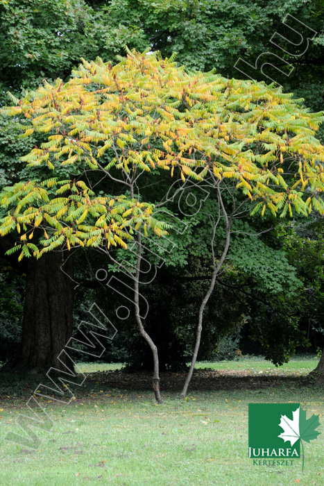 Ecetfa (szőrös szömörce) - Juharfa Kertészeti Áruda és Faiskola