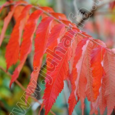 Díszfák - Juharfa Kertészeti Áruda és Faiskola