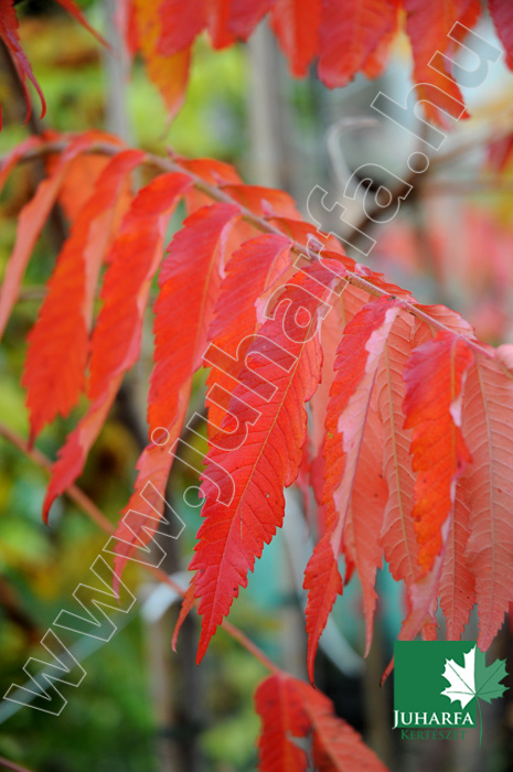 Ecetfa (szőrös szömörce) - Juharfa Kertészeti Áruda és Faiskola